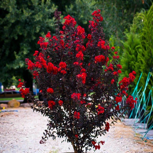 Black diamond crepe myrtle store